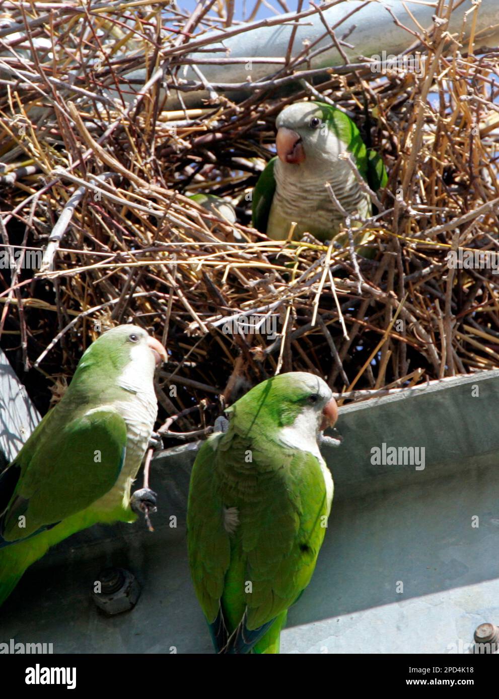 Wild parakeets build a nest at a TXU electric substation in Dallas ...