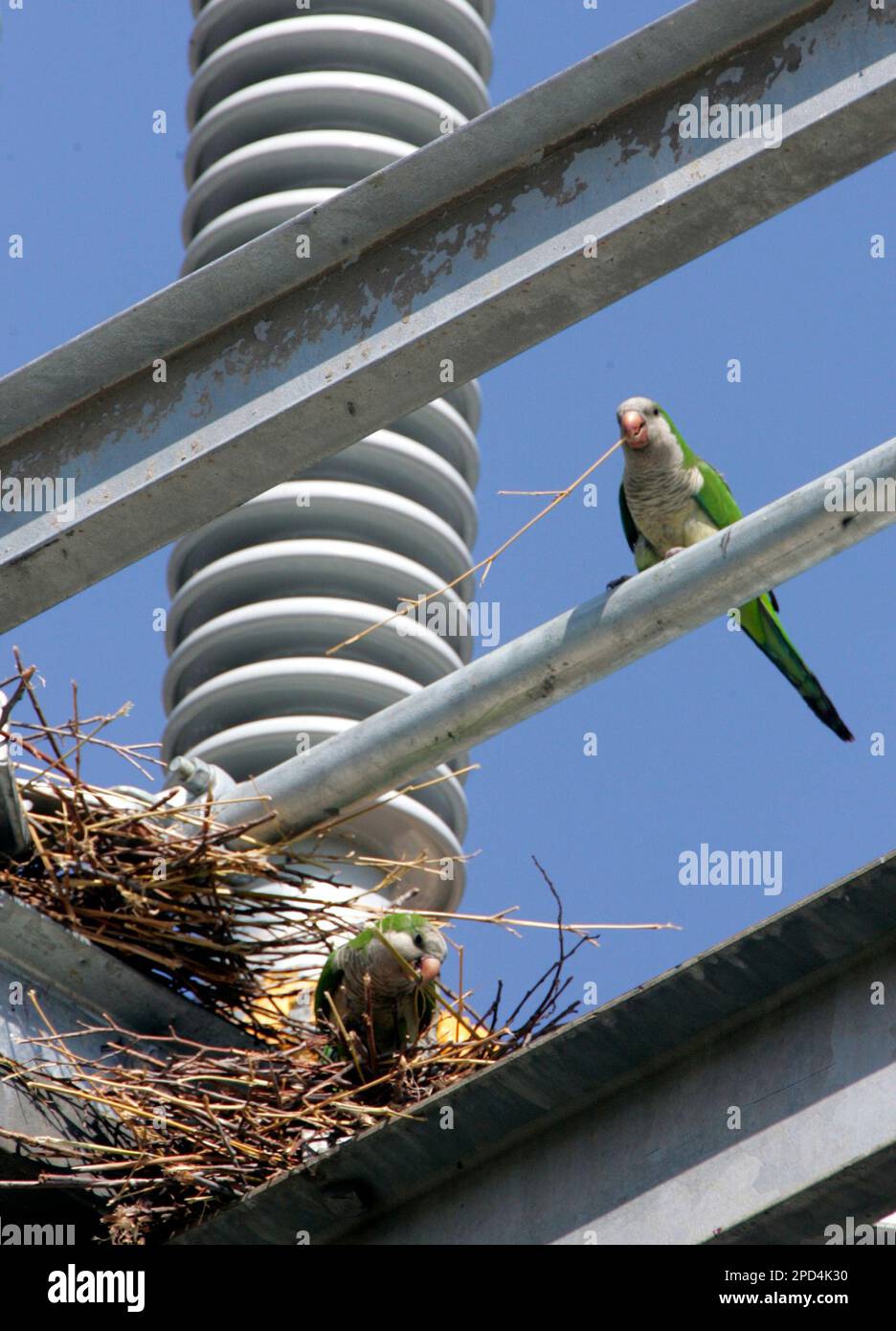 Wild parakeets build a nest at a TXU electric substation in Dallas ...