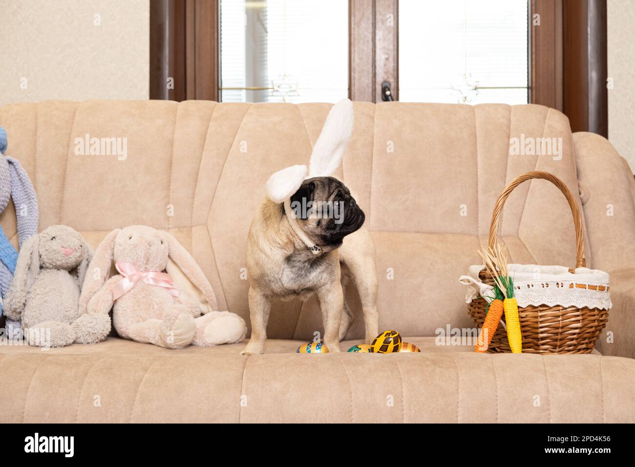 An Easter pug puppy with rabbit ears on his head on the couch at home ...