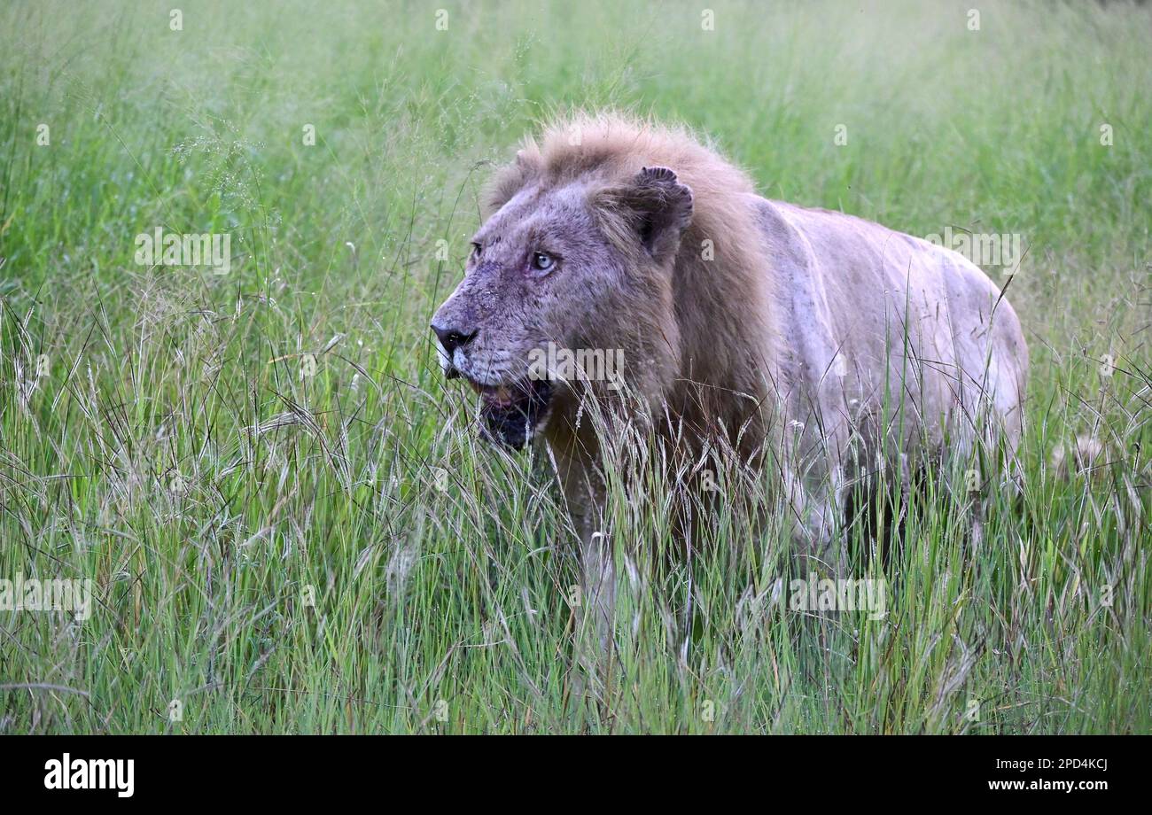 Kruger national park, South Africa Stock Photo - Alamy
