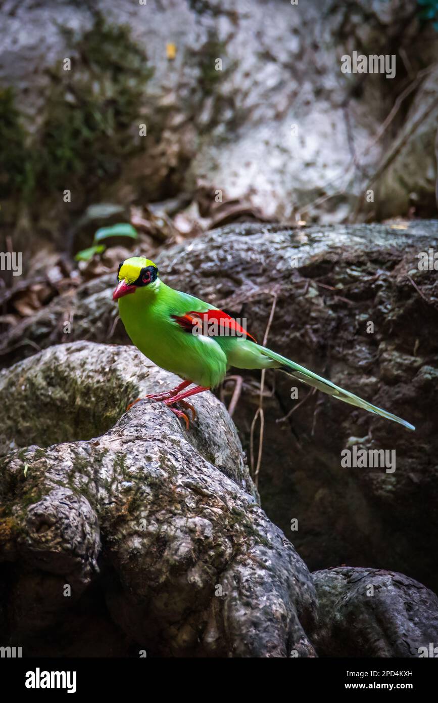 green Common green magpie(Cissa chinensis) stair at us at Kengkrajarn ...