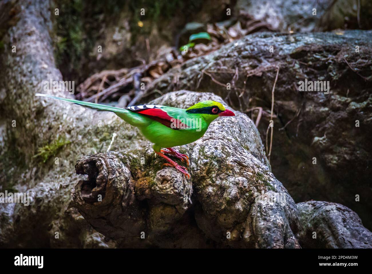 green Common green magpie(Cissa chinensis) stair at us at Kengkrajarn ...