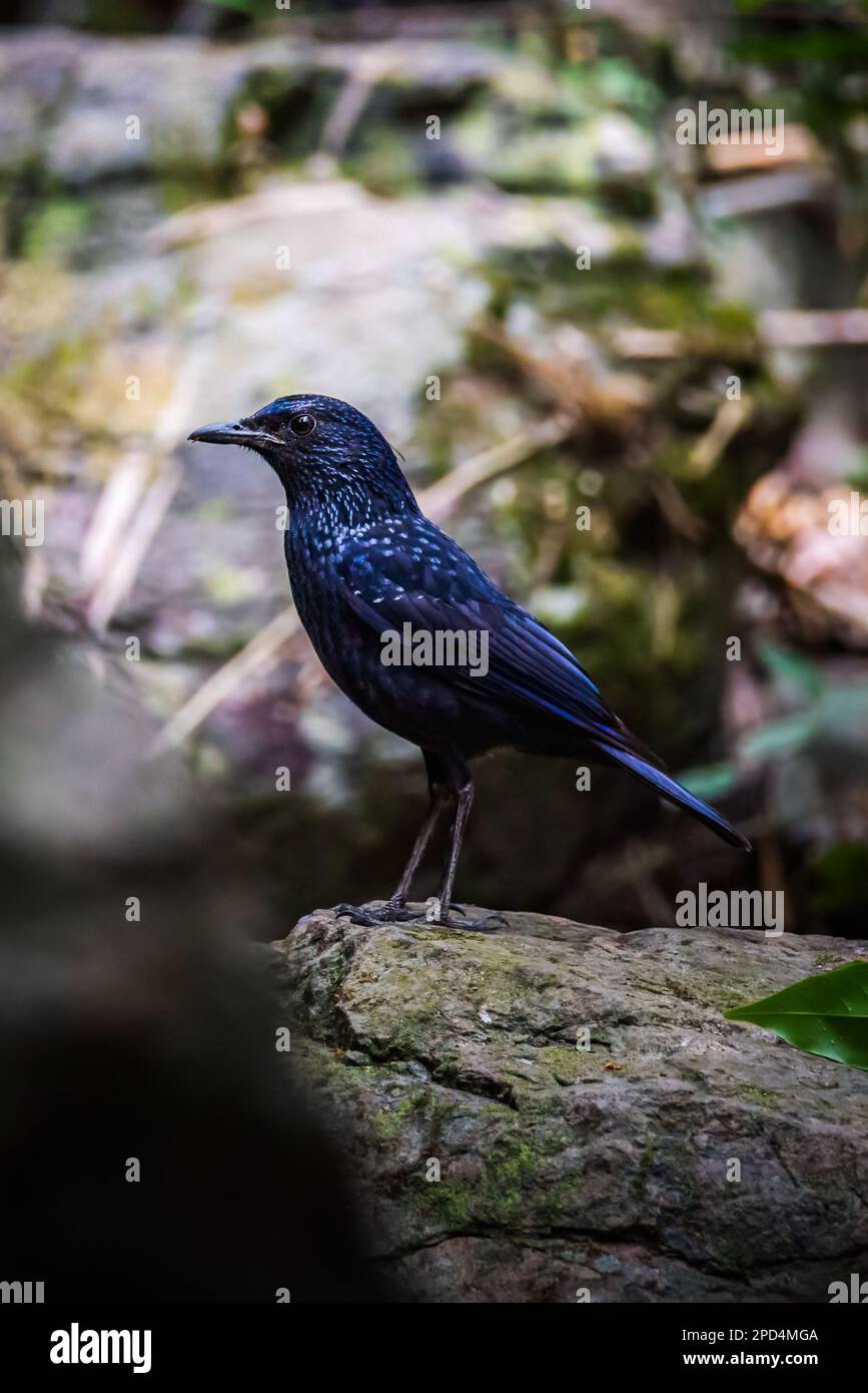 Blue Whistling-Thrush, Beautiful bird in Thailand Stock Photo - Alamy