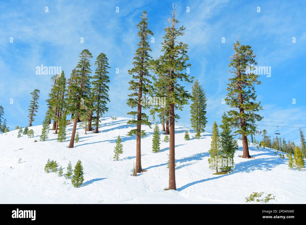 Snow-covered peak of Mammoth Mountain with tall evergreen trees that ...