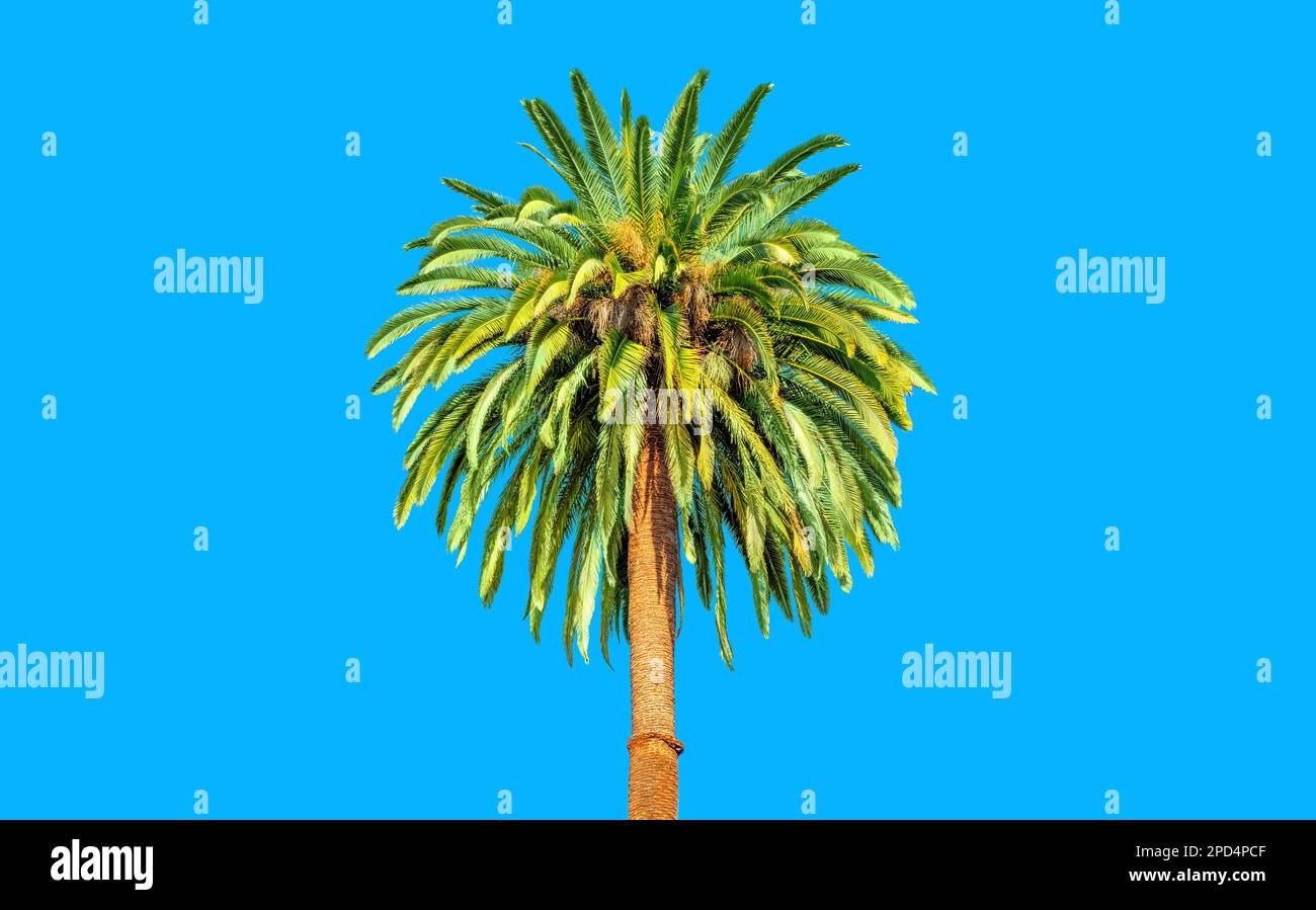Eye-catching view of an isolated palm tree set against a vibrant blue ...