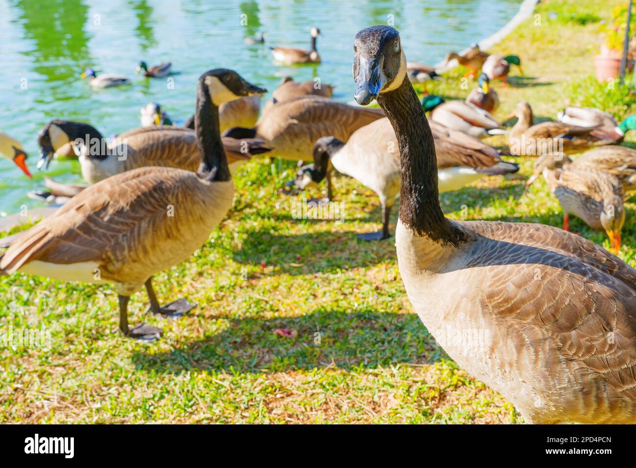 Wild black geese and ducks enjoying a sunny day on the lawn by a pond ...