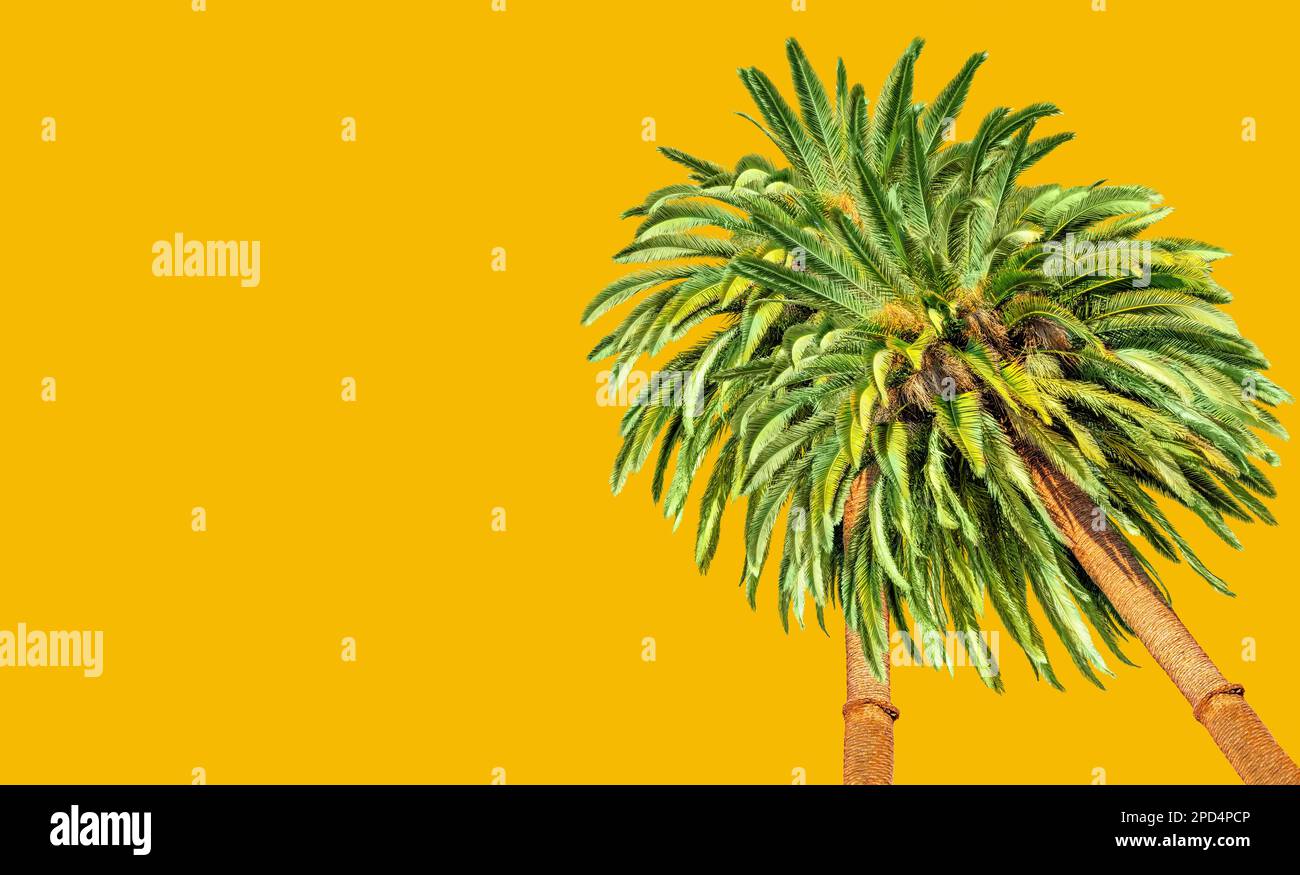 A touch of tropical warmth and sunshine: Two lush palm trees with ...