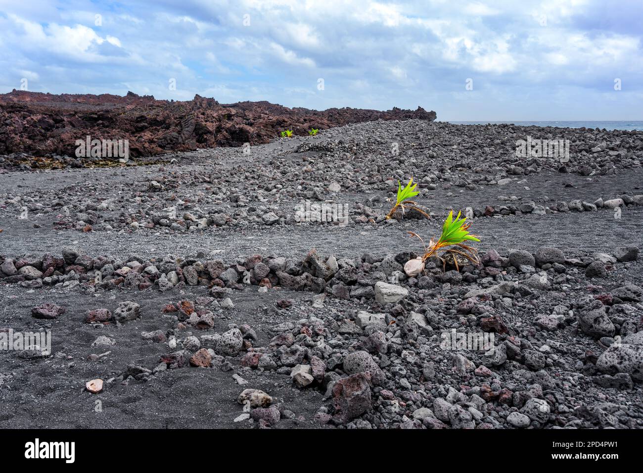 Young coconut palm trees grow amidst the rugged volcanic terrain of the ...