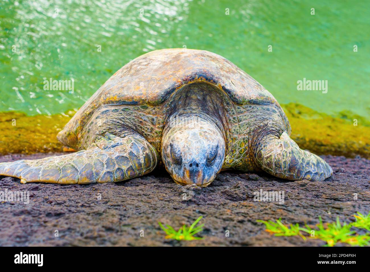 A peaceful moment captured as a Hawaiian Green Sea Turtle rests on the ...