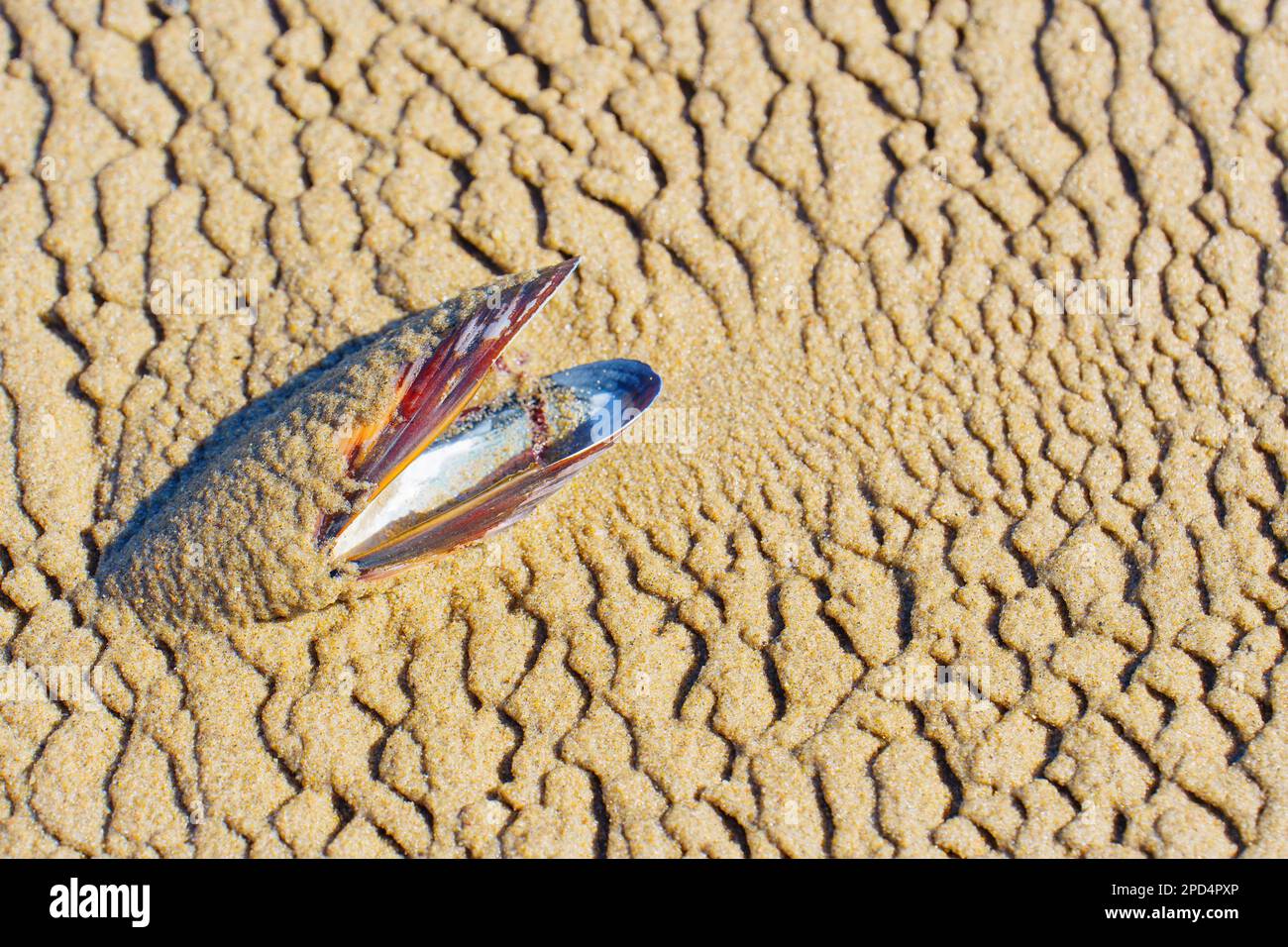 Beautiful mussel shell resting on a textured sand background Stock ...