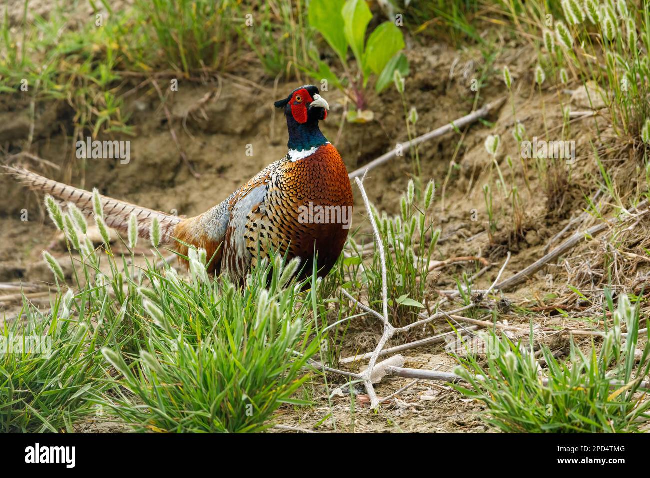Wild Pheasant in the grassland of the Danube Delta Stock Photo - Alamy