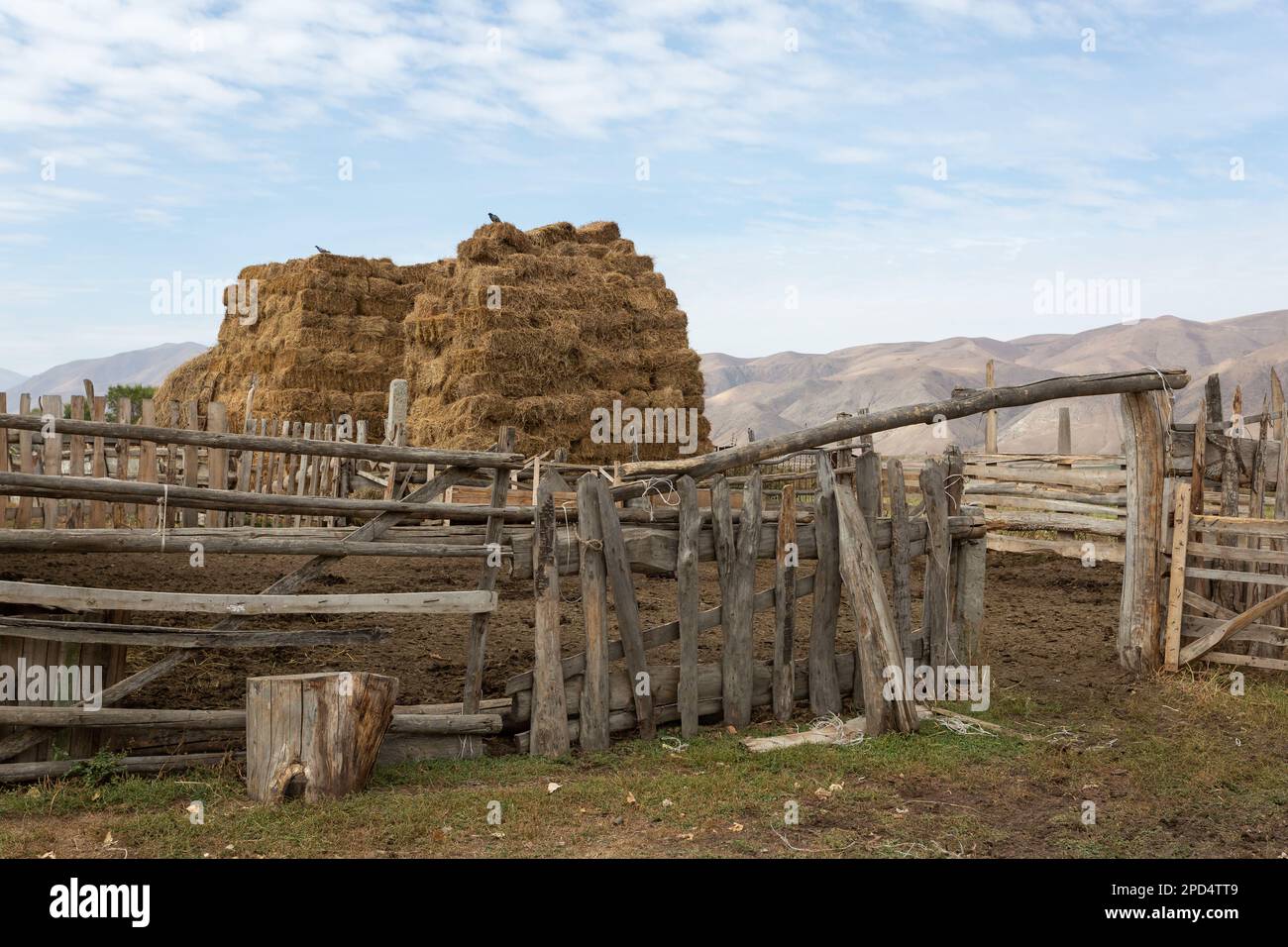 Dry hay for feed of farm animals stored in the barn on the farm Stock ...