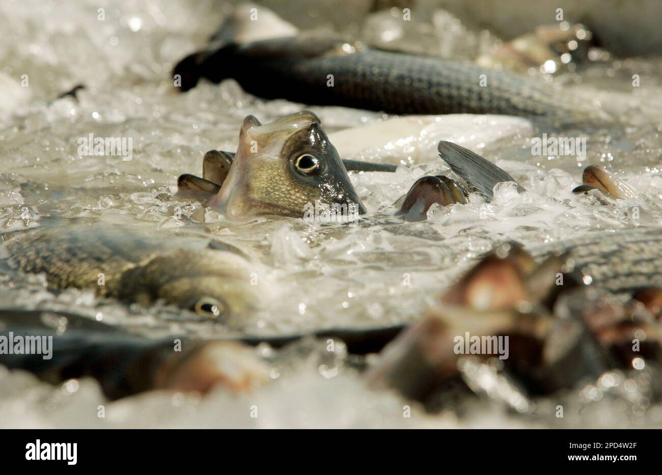 California farmed hybrid striped bass sit in an ice container to be ...