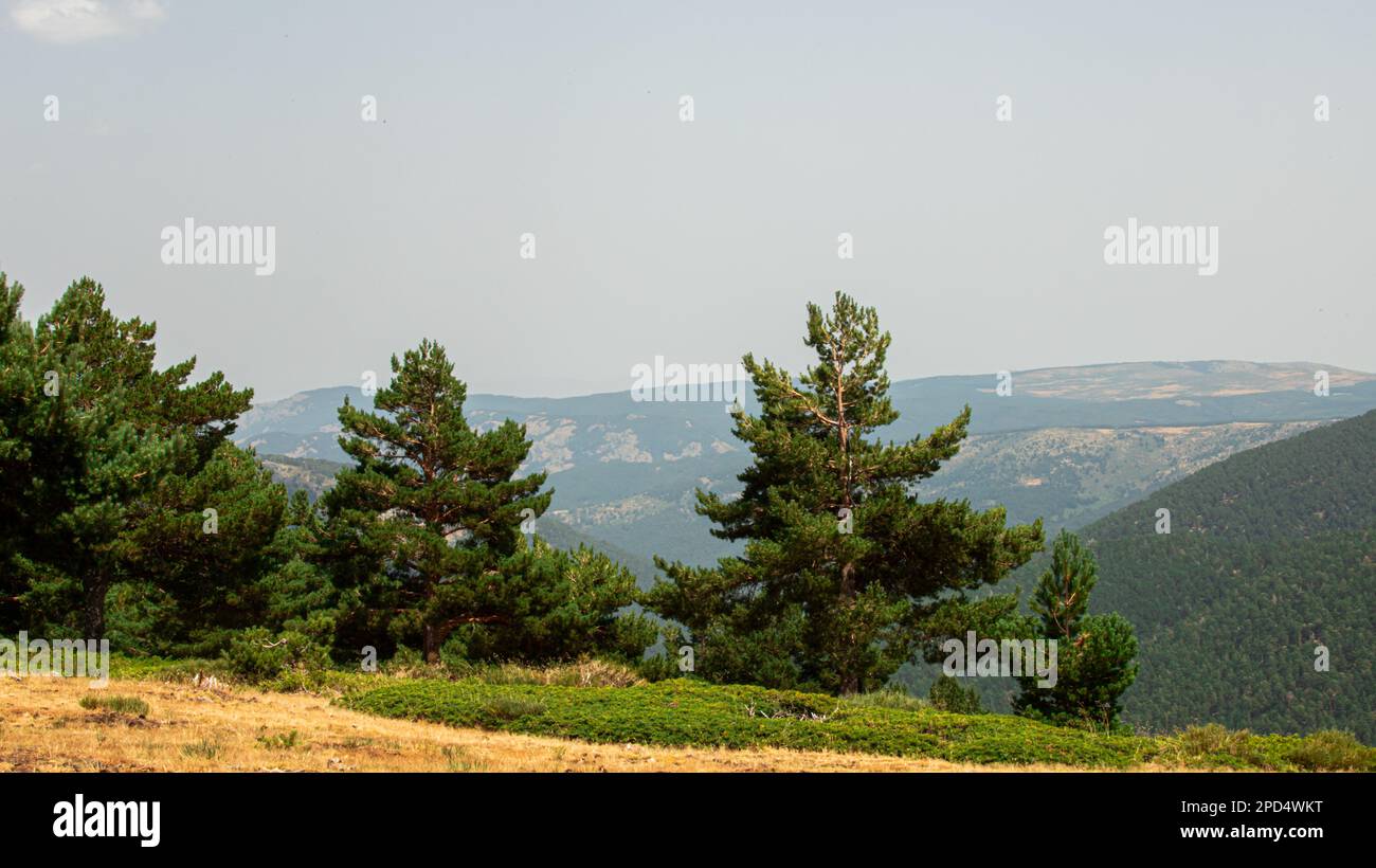 Fir branch mountain landscape hi-res stock photography and images - Alamy