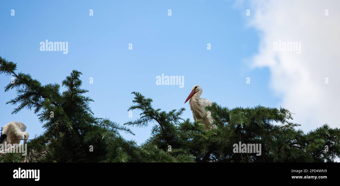 Two storks in the compa of a pine with the blue sky Stock Photo - Alamy