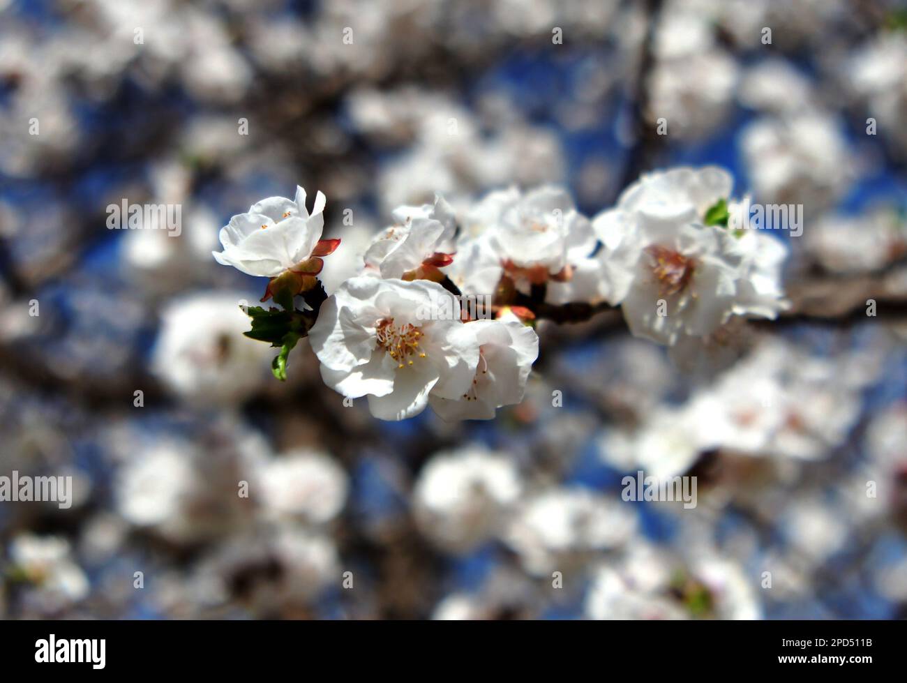 Damascus, Syria. 13th Mar, 2023. Apricot trees in blossom are pictured ...