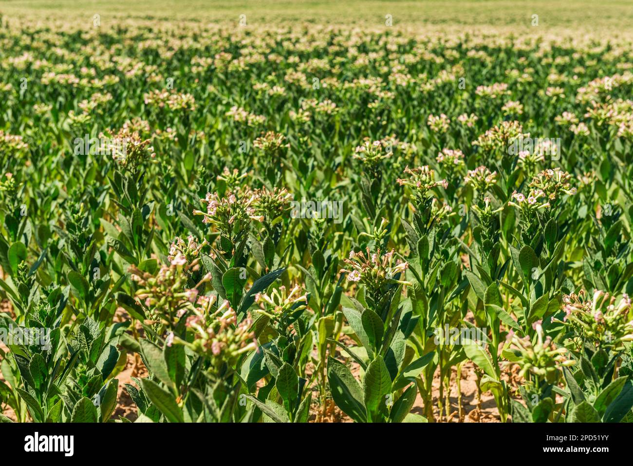 Leaf crops hi-res stock photography and images - Alamy