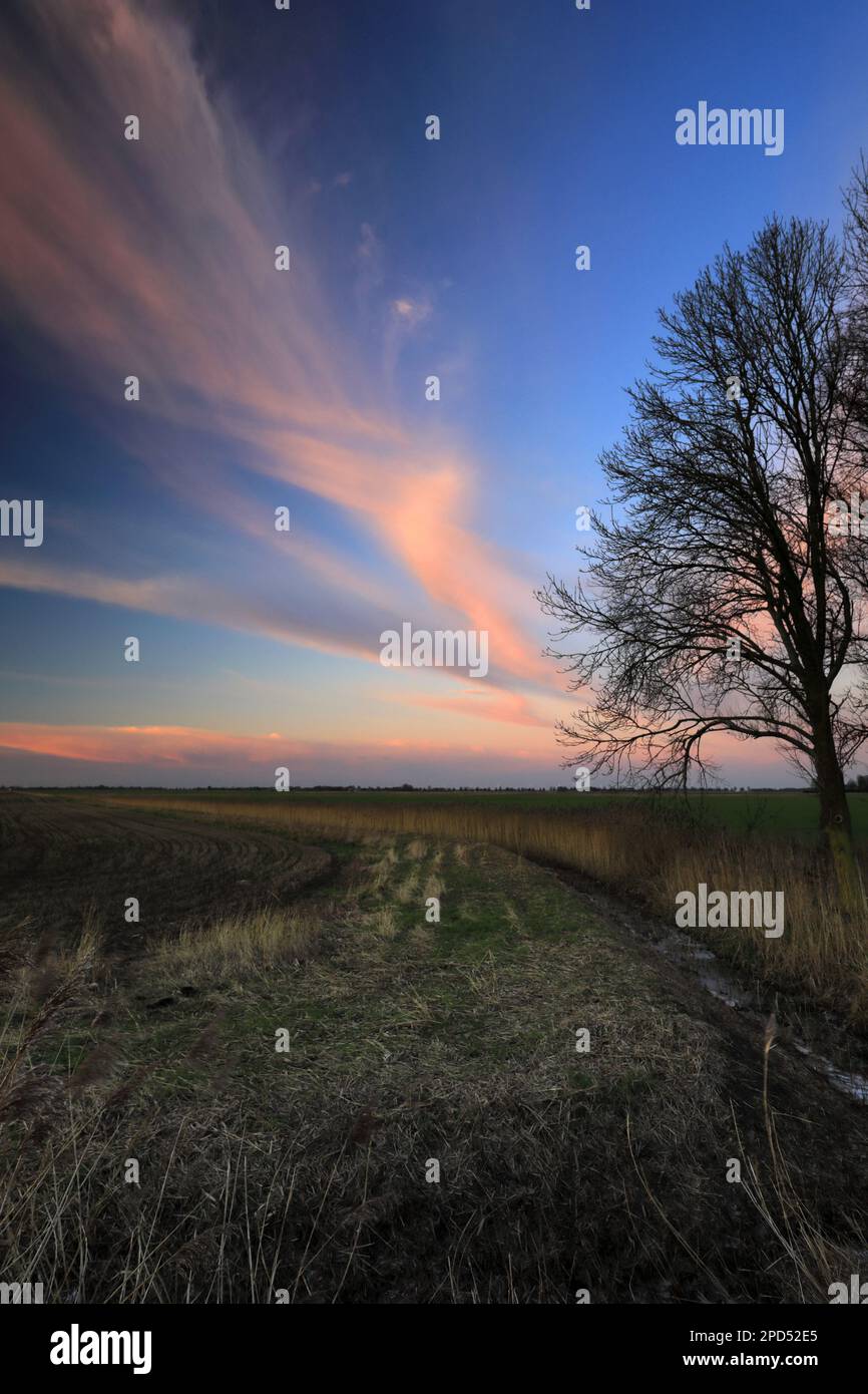 Autumn sunset colours over a Fenland field, near Ely, Cambridgeshire ...