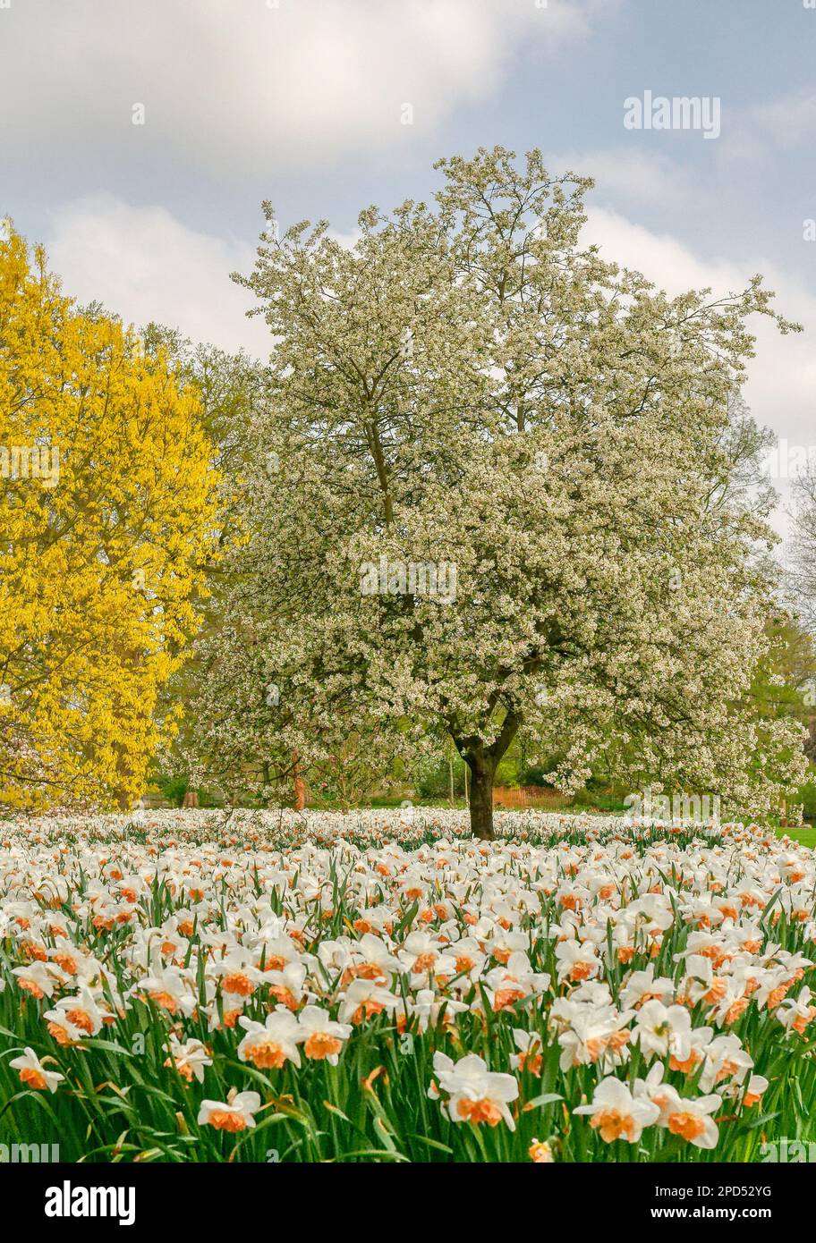 Beautiful English park in Springtime Stock Photo - Alamy