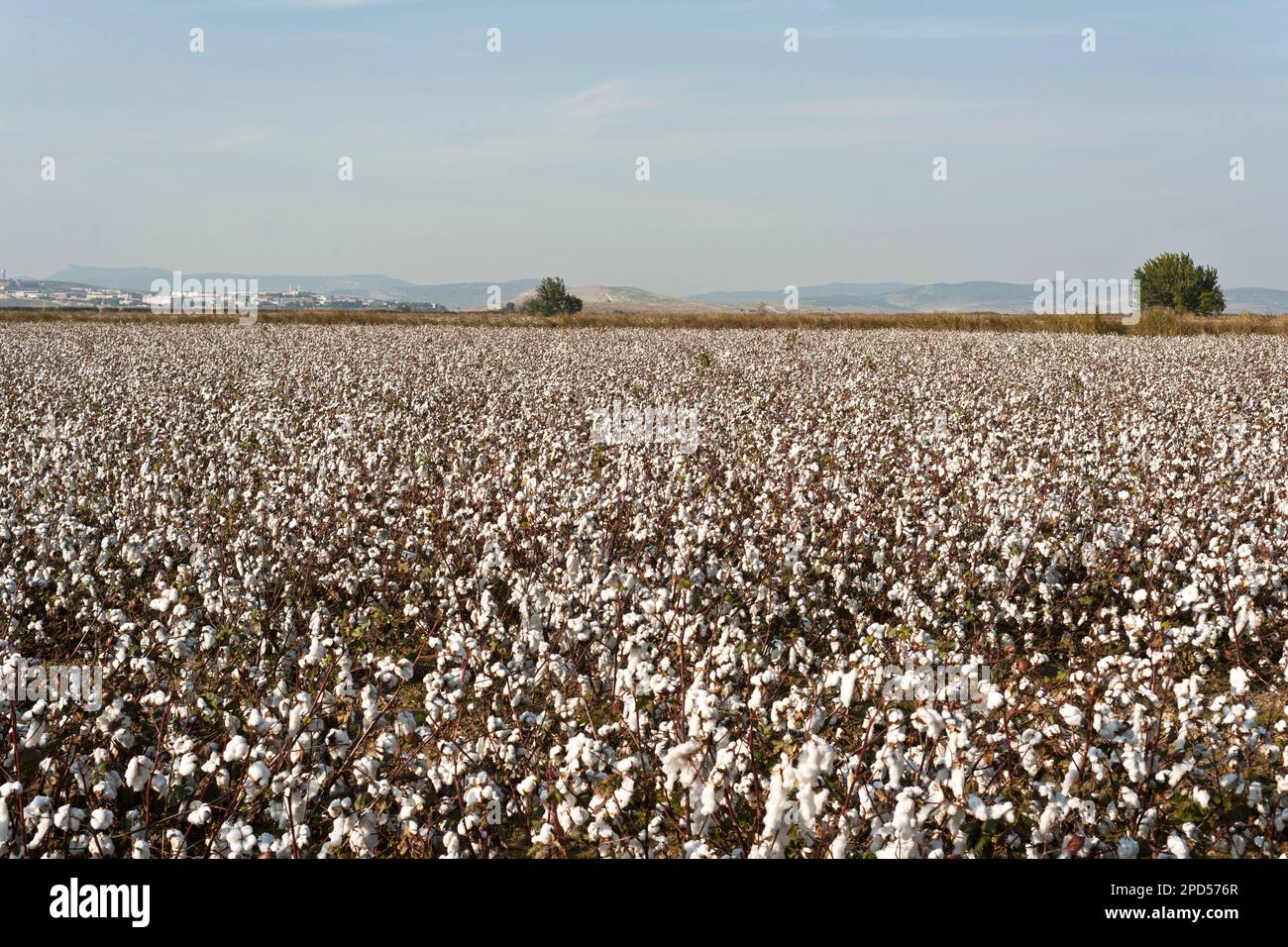 Texas cotton crop hi-res stock photography and images - Alamy