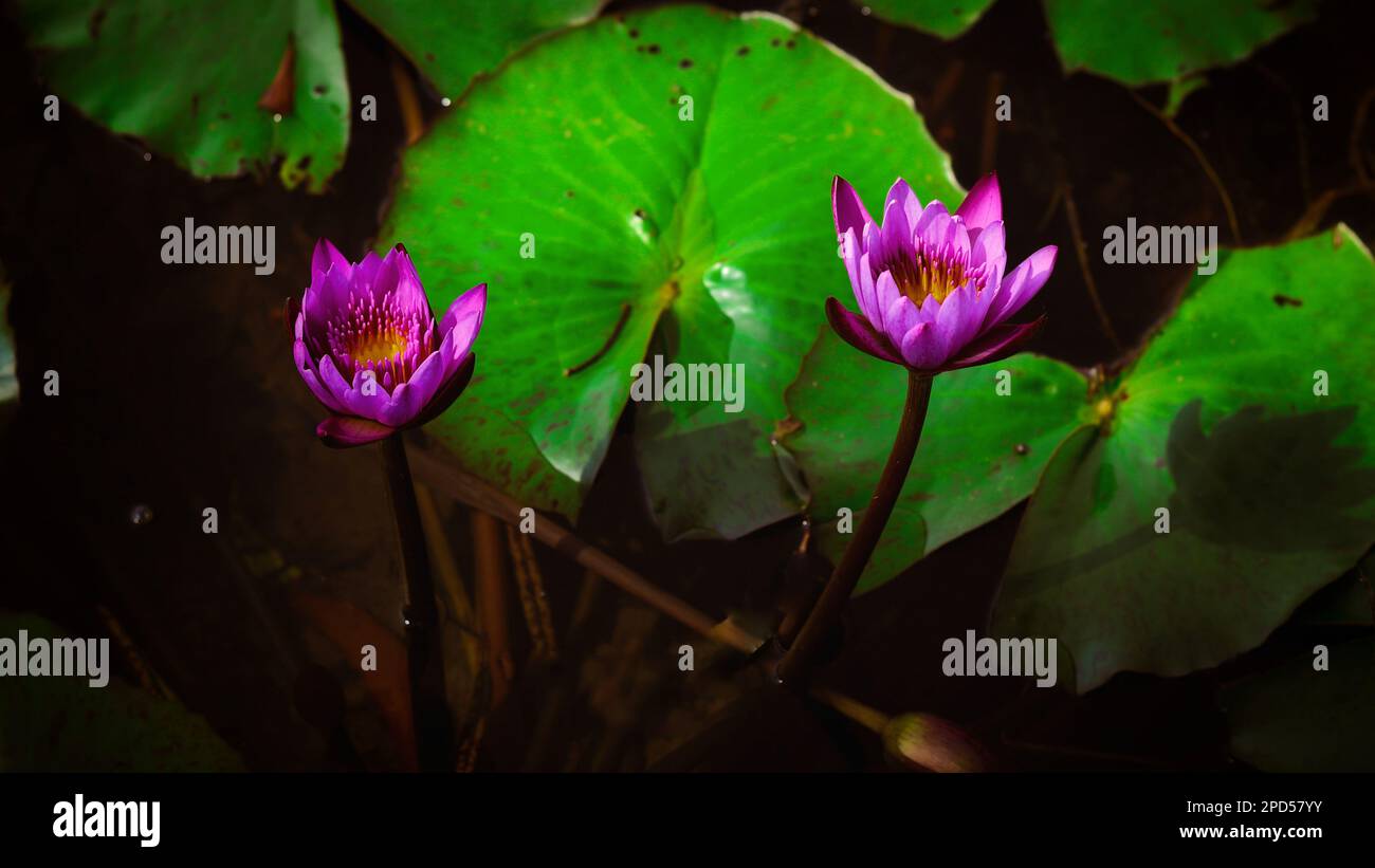 Native fresh water plants hi-res stock photography and images - Alamy