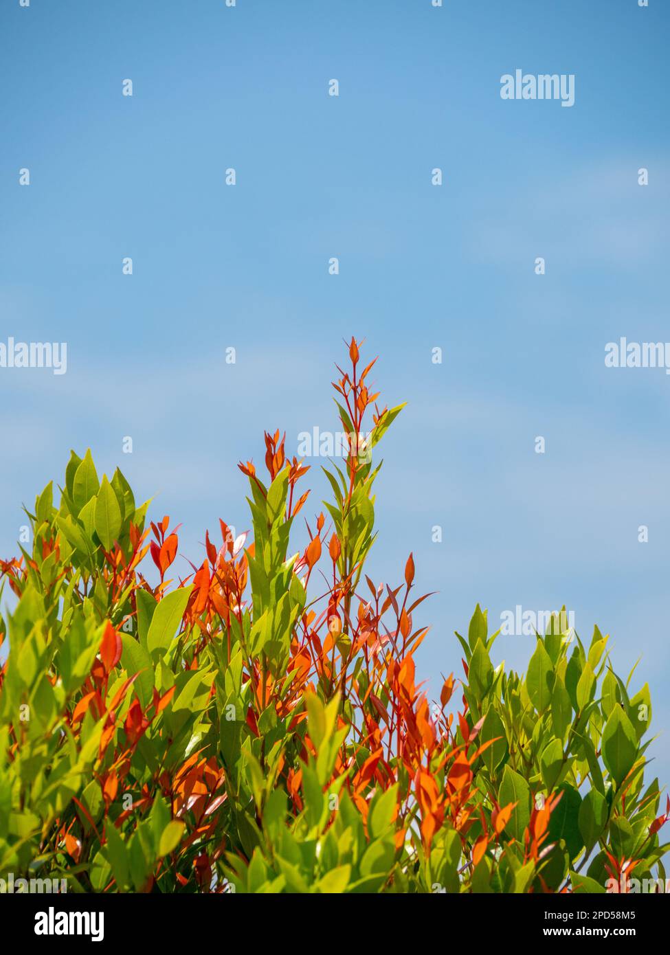 Bright colored shrubs in Asia Stock Photo - Alamy