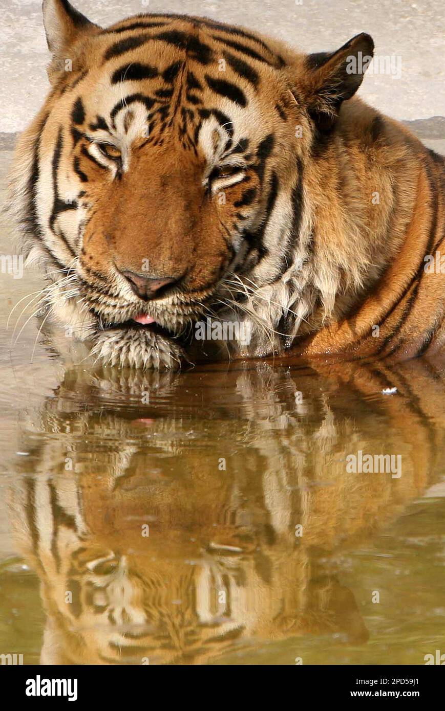 A tiger takes a dip in a pool of water at the Jalandhar-Ludhiana ...