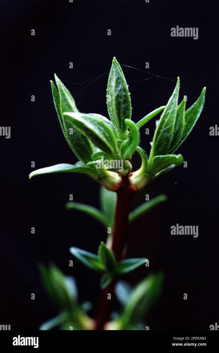 Plants photosynthesis close up leave hi-res stock photography and ...