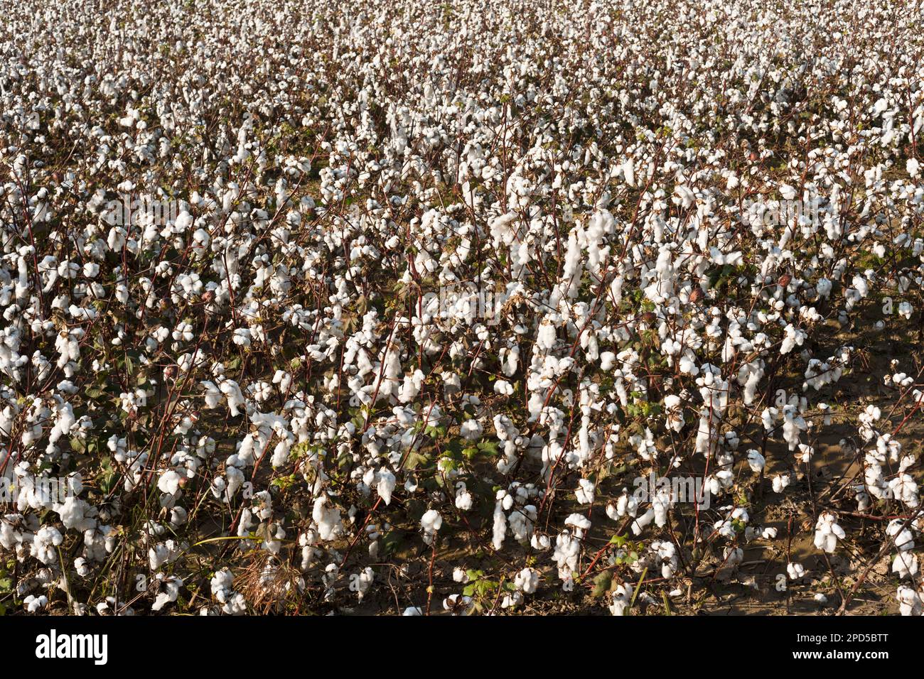 Lubbock texas cotton hi-res stock photography and images - Alamy