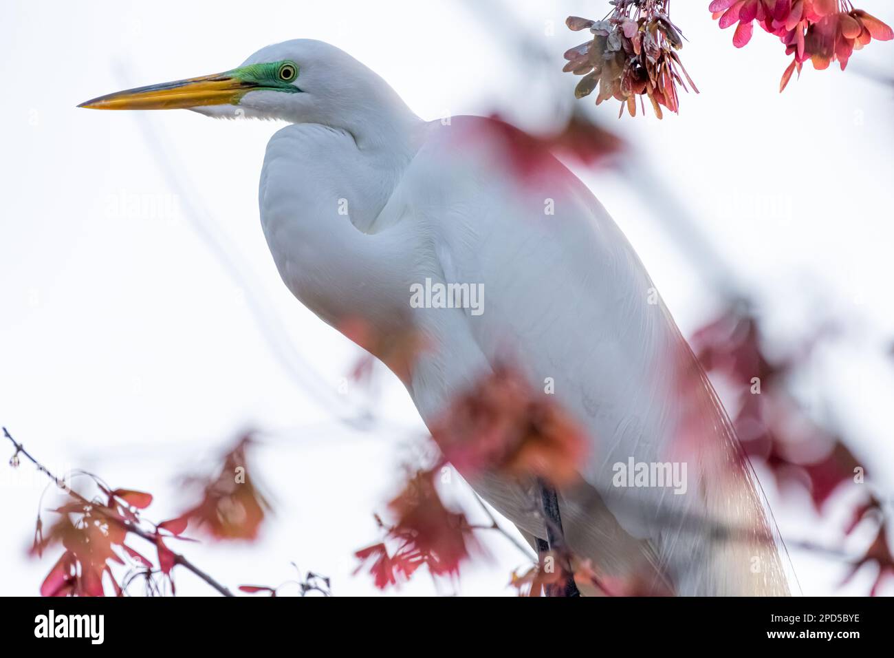 Tpc sawgrass great egret hi-res stock photography and images - Alamy