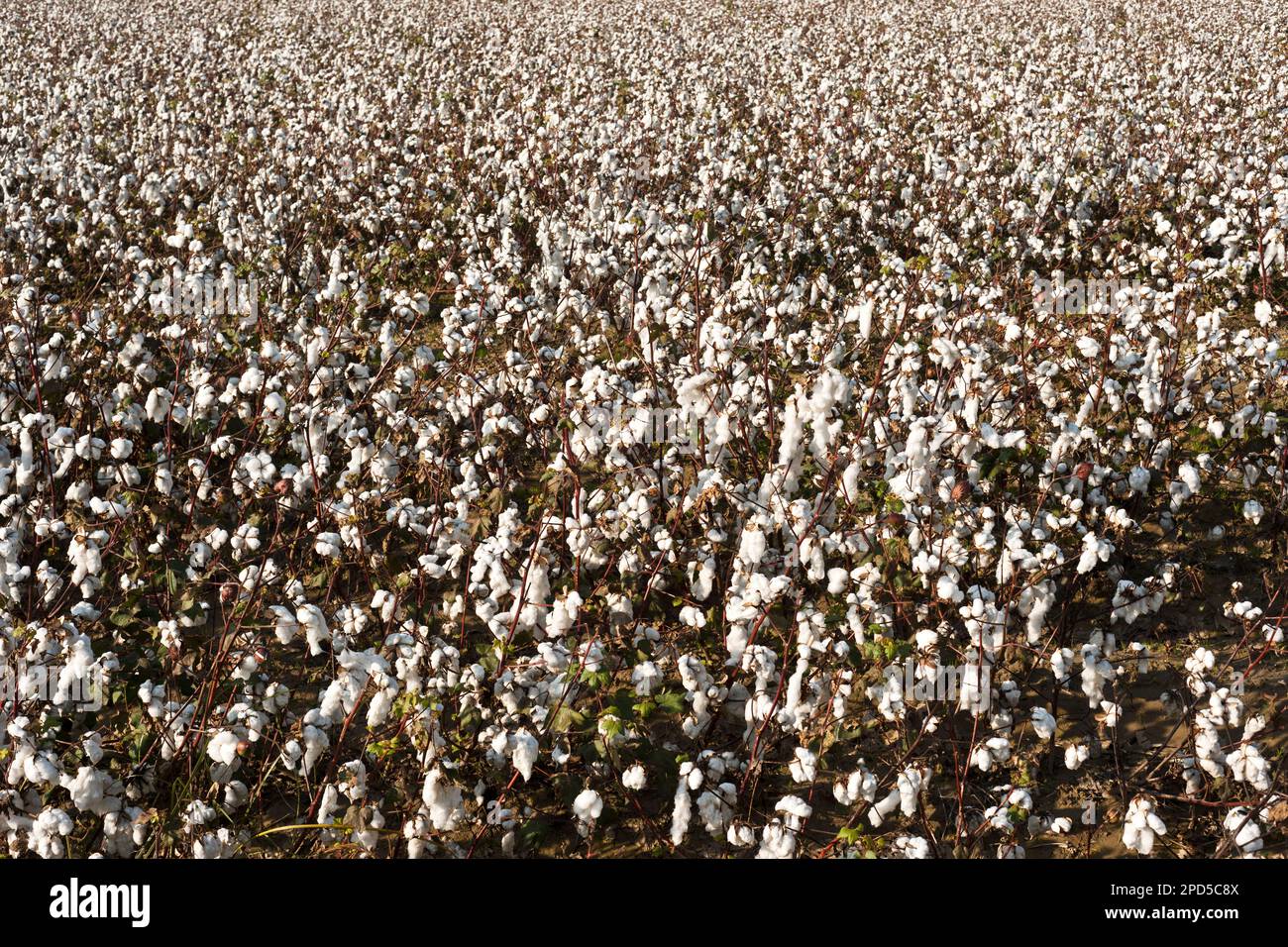 Lubbock texas cotton hi-res stock photography and images - Alamy