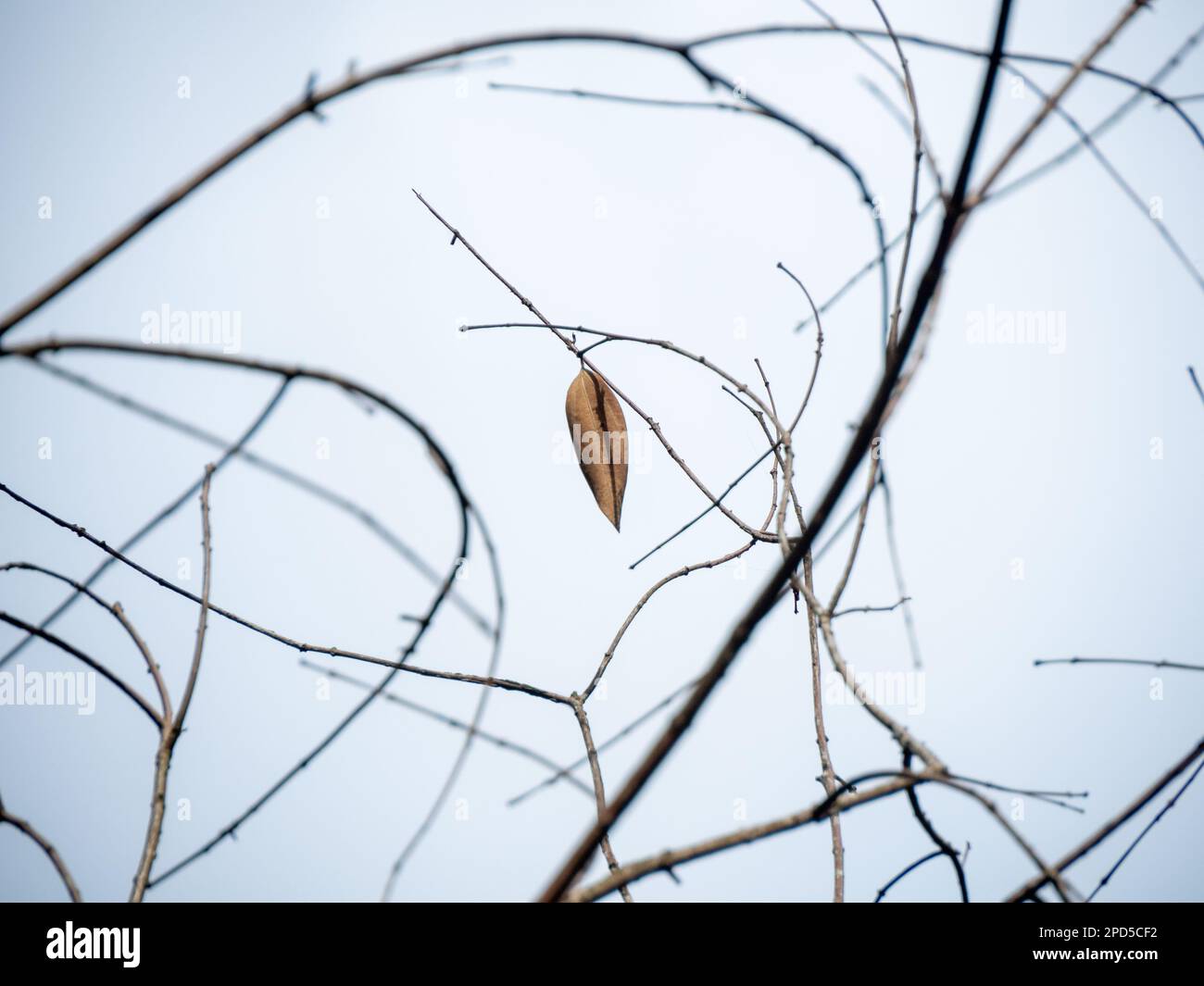 Last leaf standing before winter Stock Photo - Alamy
