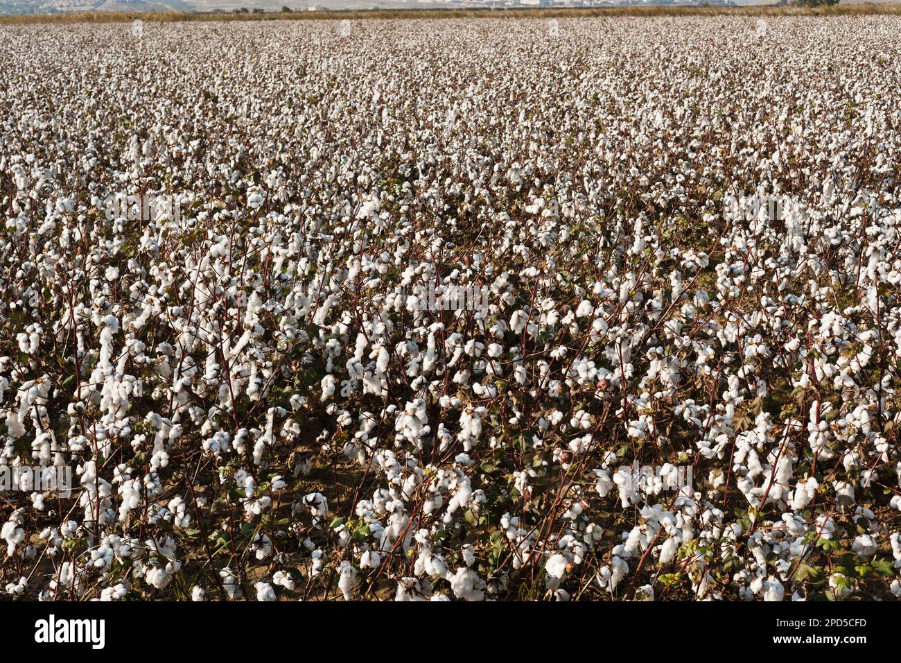 Lubbock texas cotton hi-res stock photography and images - Alamy