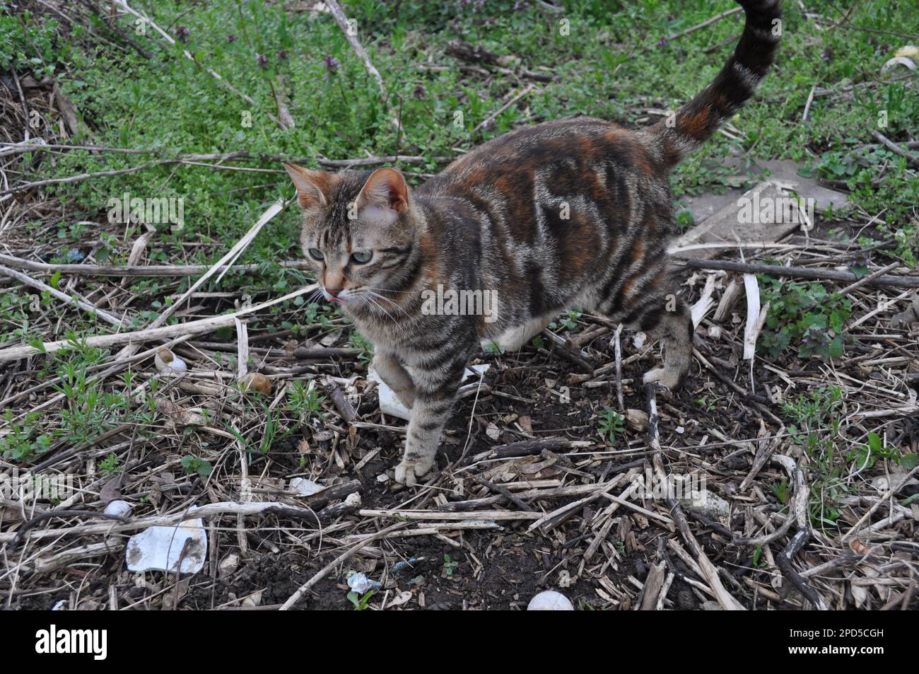 cute cat posing and playing Stock Photo - Alamy