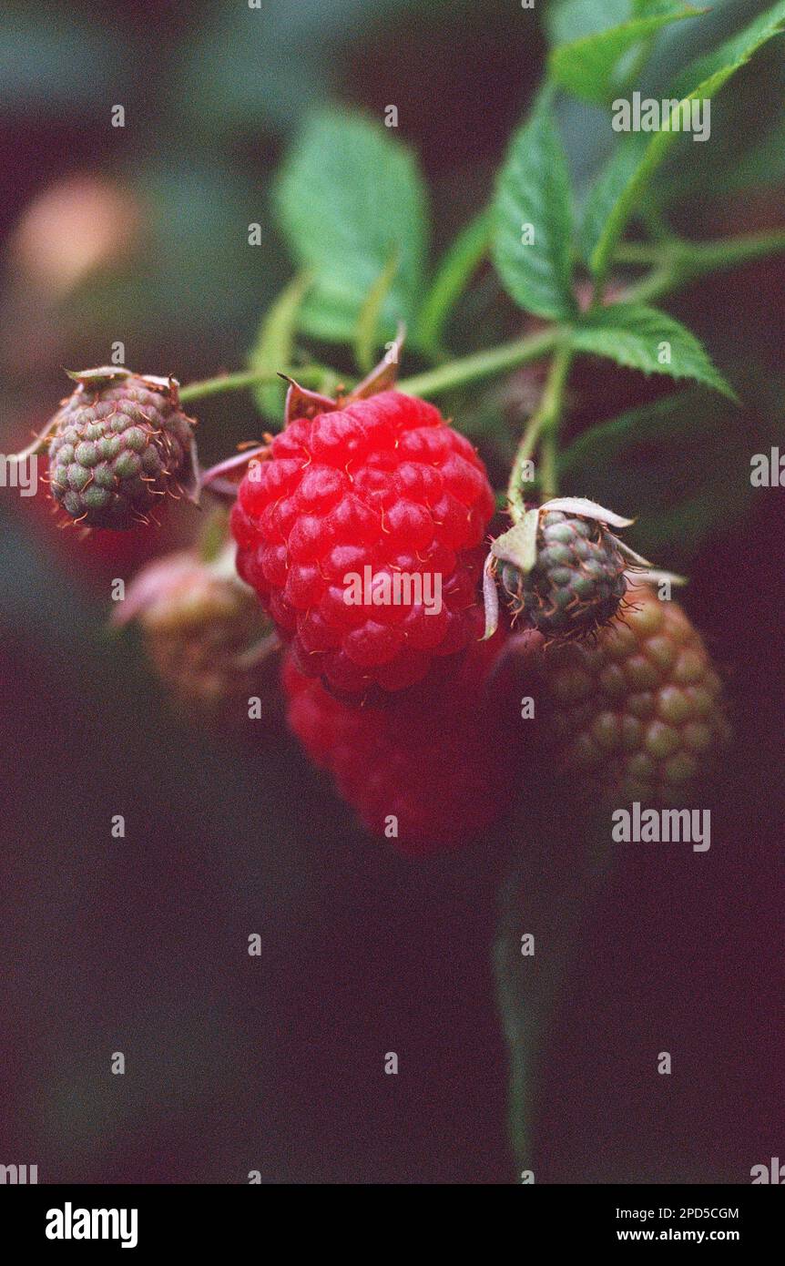 Raspberry species hi-res stock photography and images - Alamy