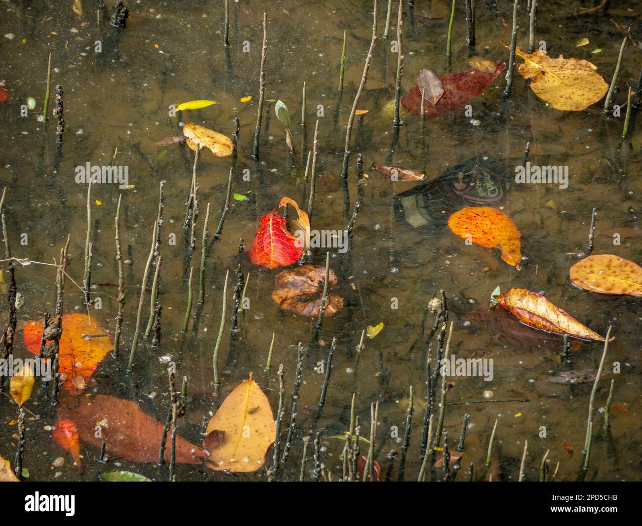 Roots of mangrove swamp in tropical country Stock Photo - Alamy