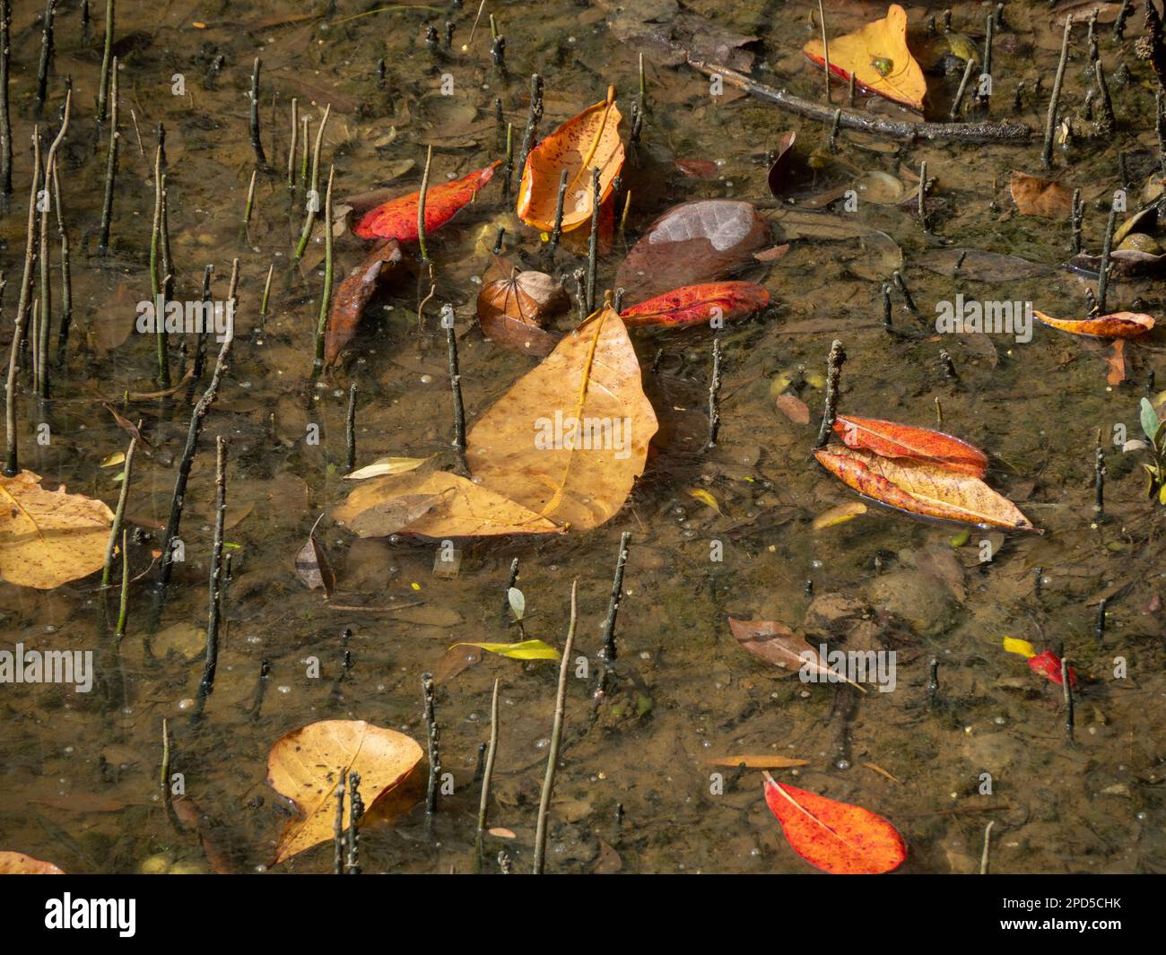 Roots of mangrove swamp in tropical country Stock Photo - Alamy