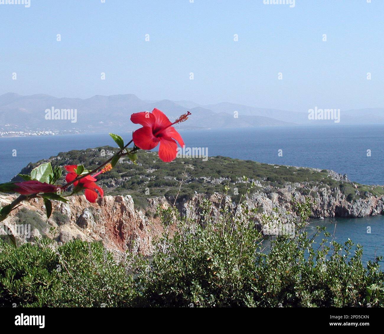 A hibiscus flower dominates the view near Istro on the Greek governed ...