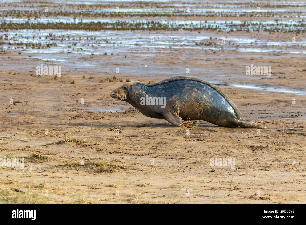 Grey Seal Bull Charging on the Beach Stock Photo - Alamy