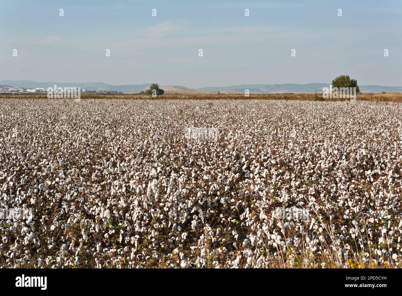 Texas cotton crop hi-res stock photography and images - Alamy