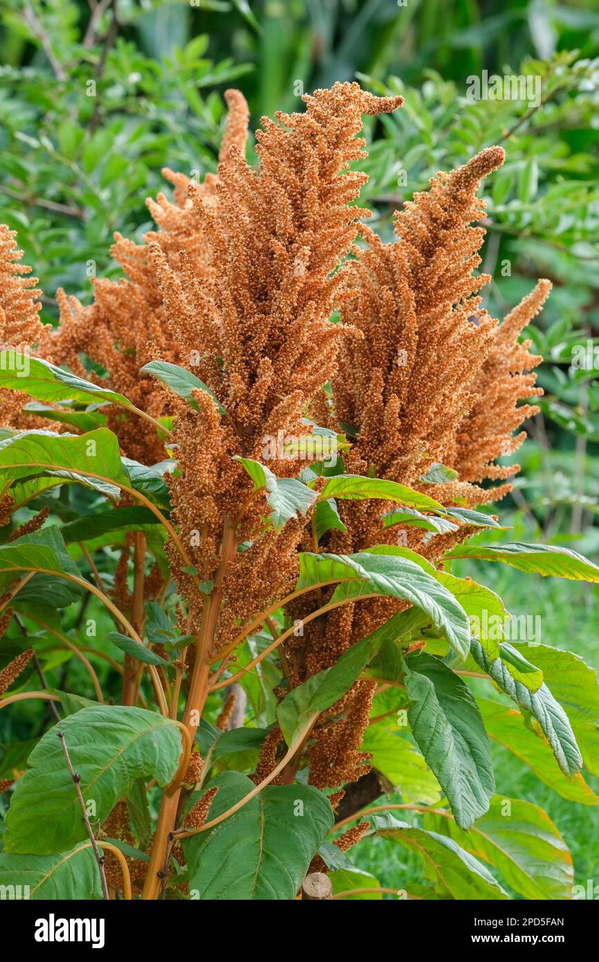 Foxtail amaranthus hi-res stock photography and images - Alamy