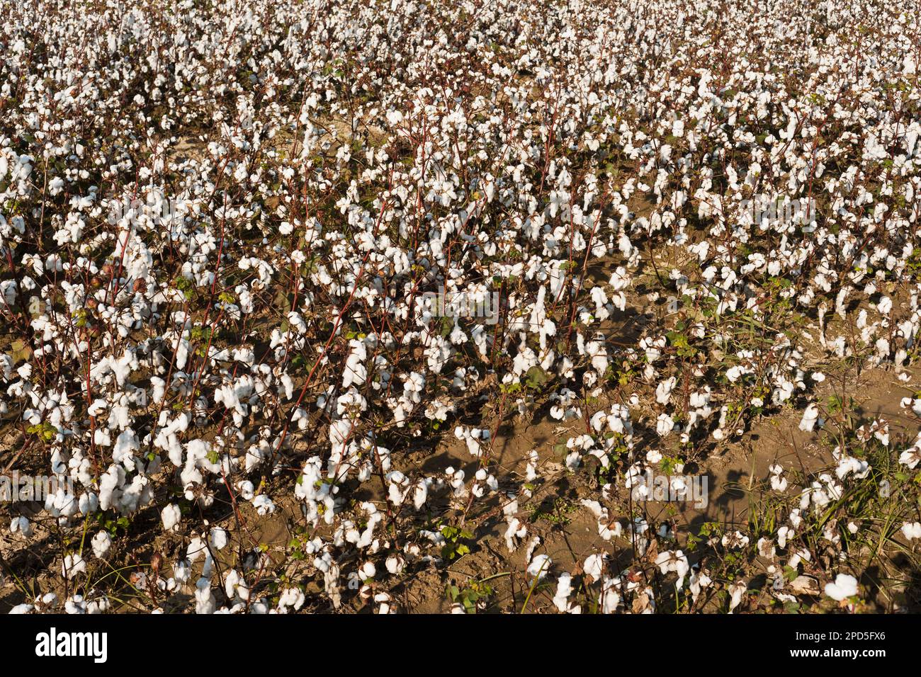 Lubbock texas cotton hi-res stock photography and images - Alamy