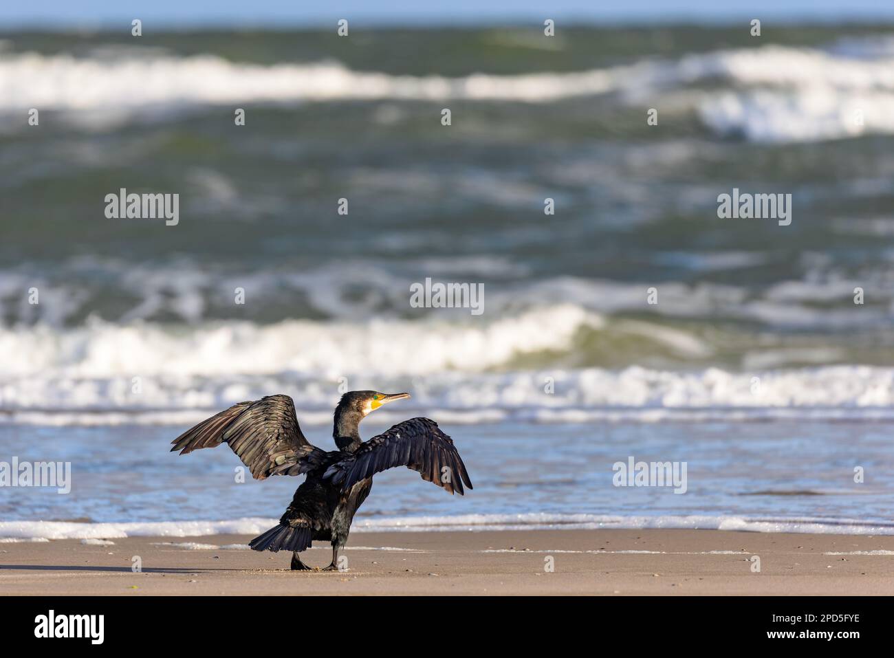 Great cormorant (Phalacrocorax carbo) spreading its wings on the beach ...
