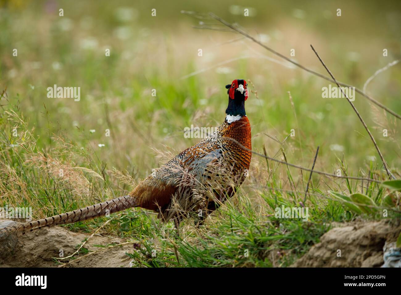 Wild Pheasant in the grassland of the Danube Delta Stock Photo - Alamy