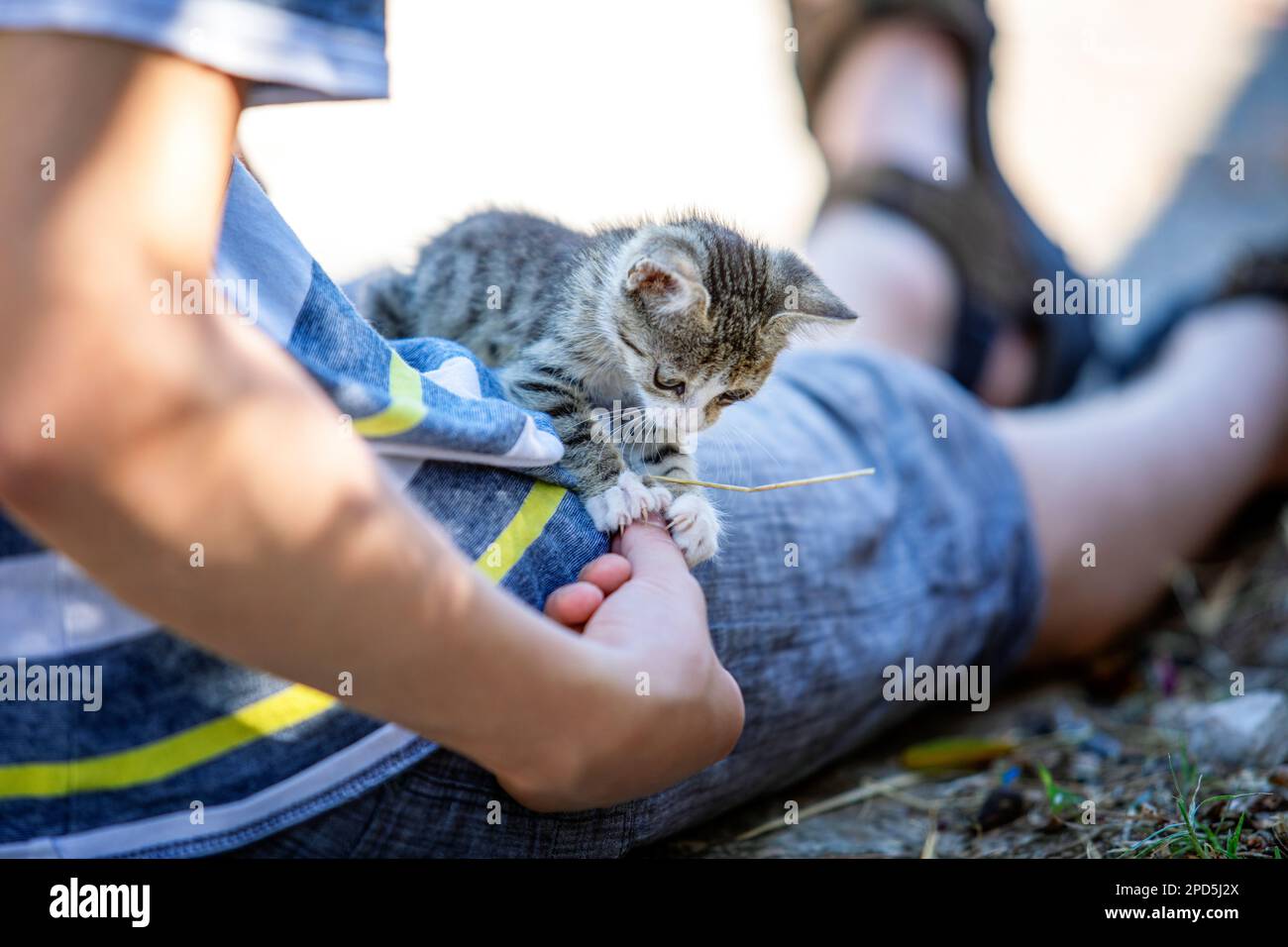 Stray kitten interacting with a human hand, showcasing trust and ...