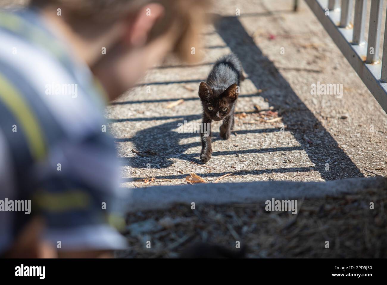 Stray kitten interacting with a human hand, showcasing trust and ...