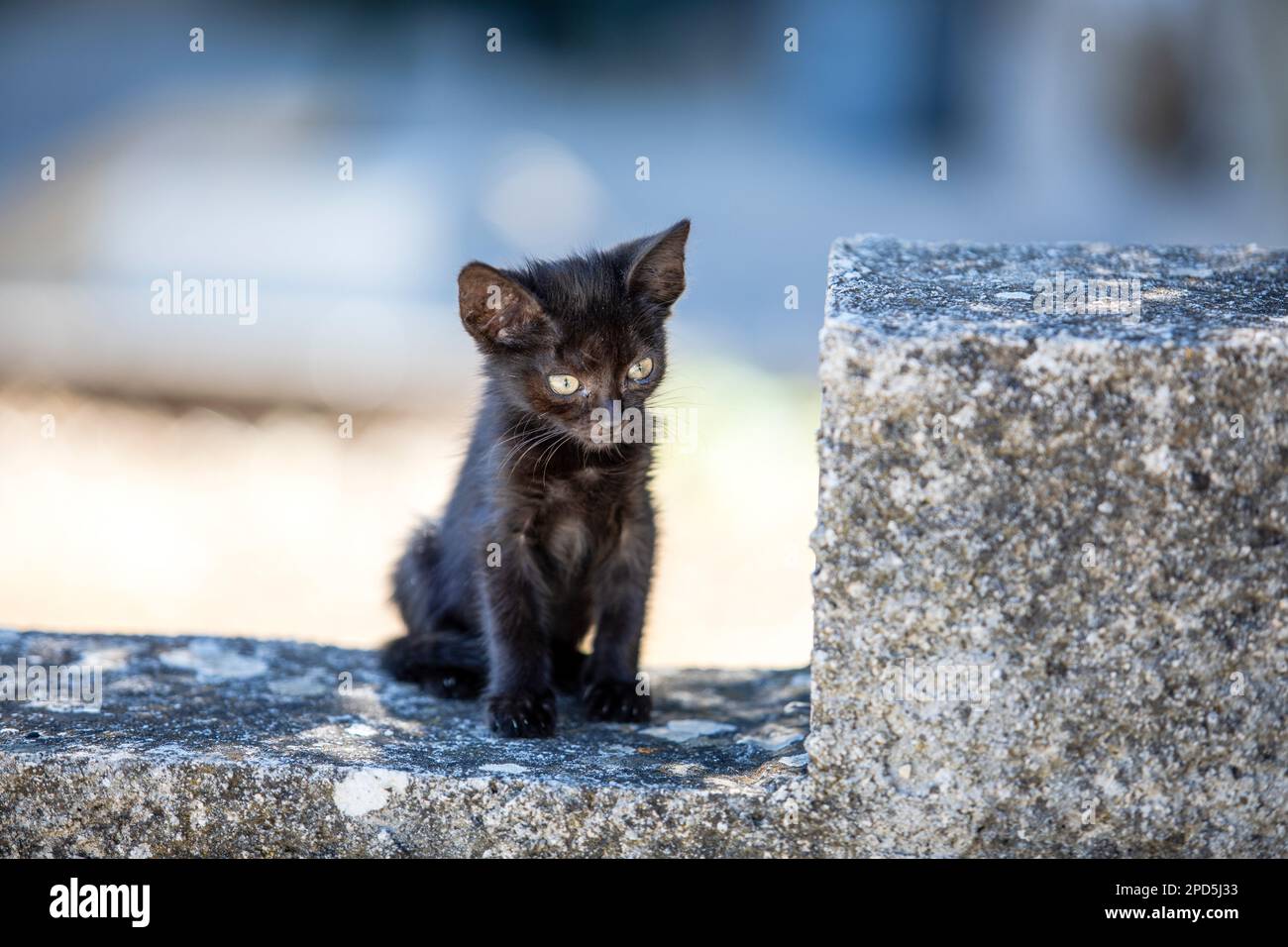 Stray kitten interacting with a human hand, showcasing trust and ...