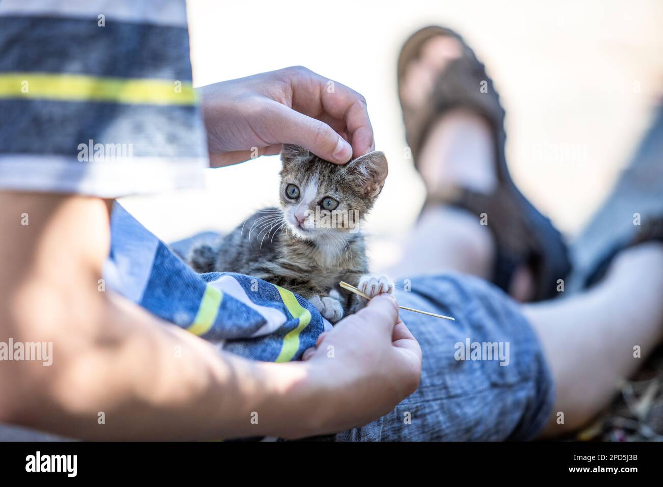 Stray kitten interacting with a human hand, showcasing trust and ...