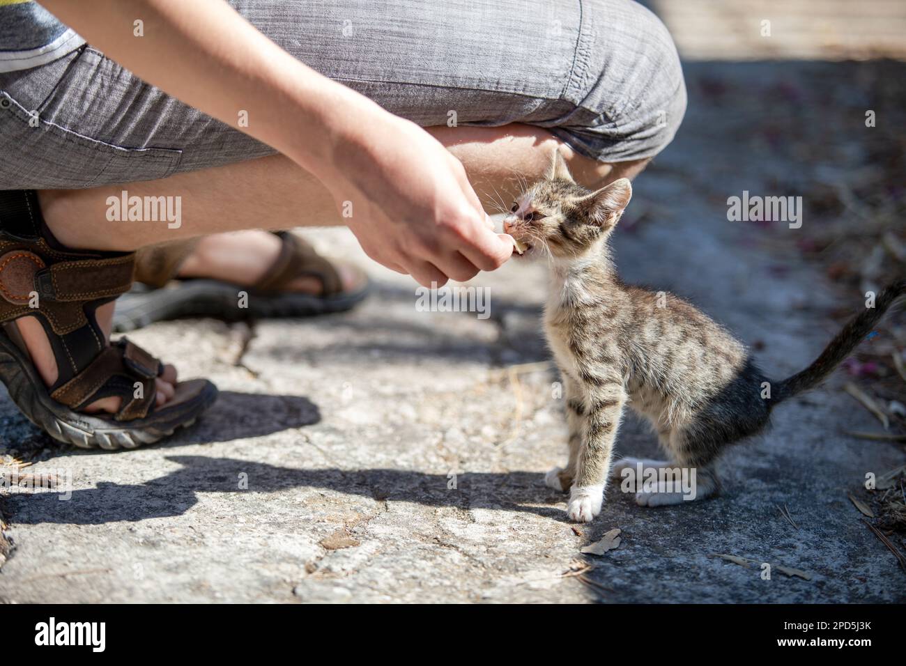 Stray kitten interacting with a human hand, showcasing trust and ...