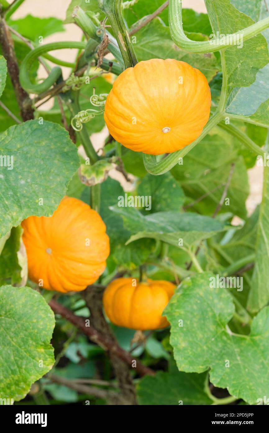 Jill hi-res stock photography and images - Alamy